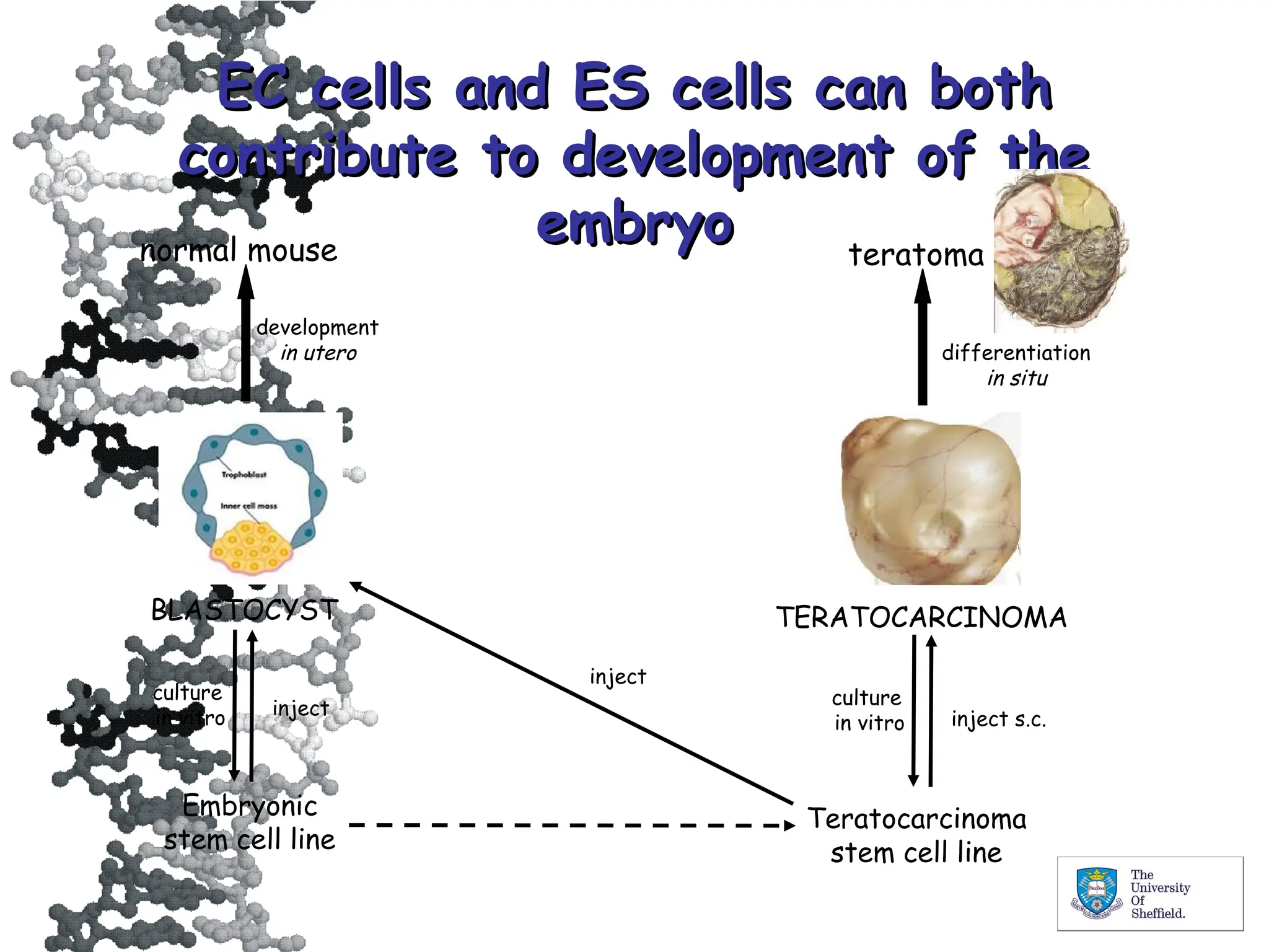 Introduction to Mouse genetic model first | PPT