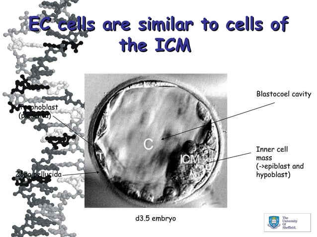 Introduction to Mouse genetic model first | PPT
