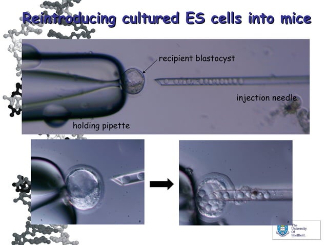 Introduction to Mouse genetic model first | PPT