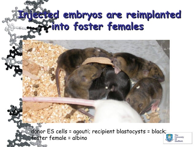 Introduction to Mouse genetic model first | PPT