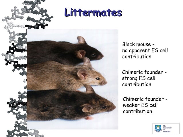 Introduction to Mouse genetic model first | PPT