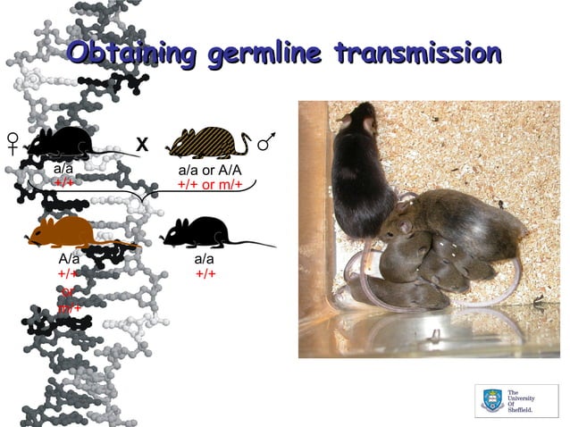 Introduction to Mouse genetic model first | PPT