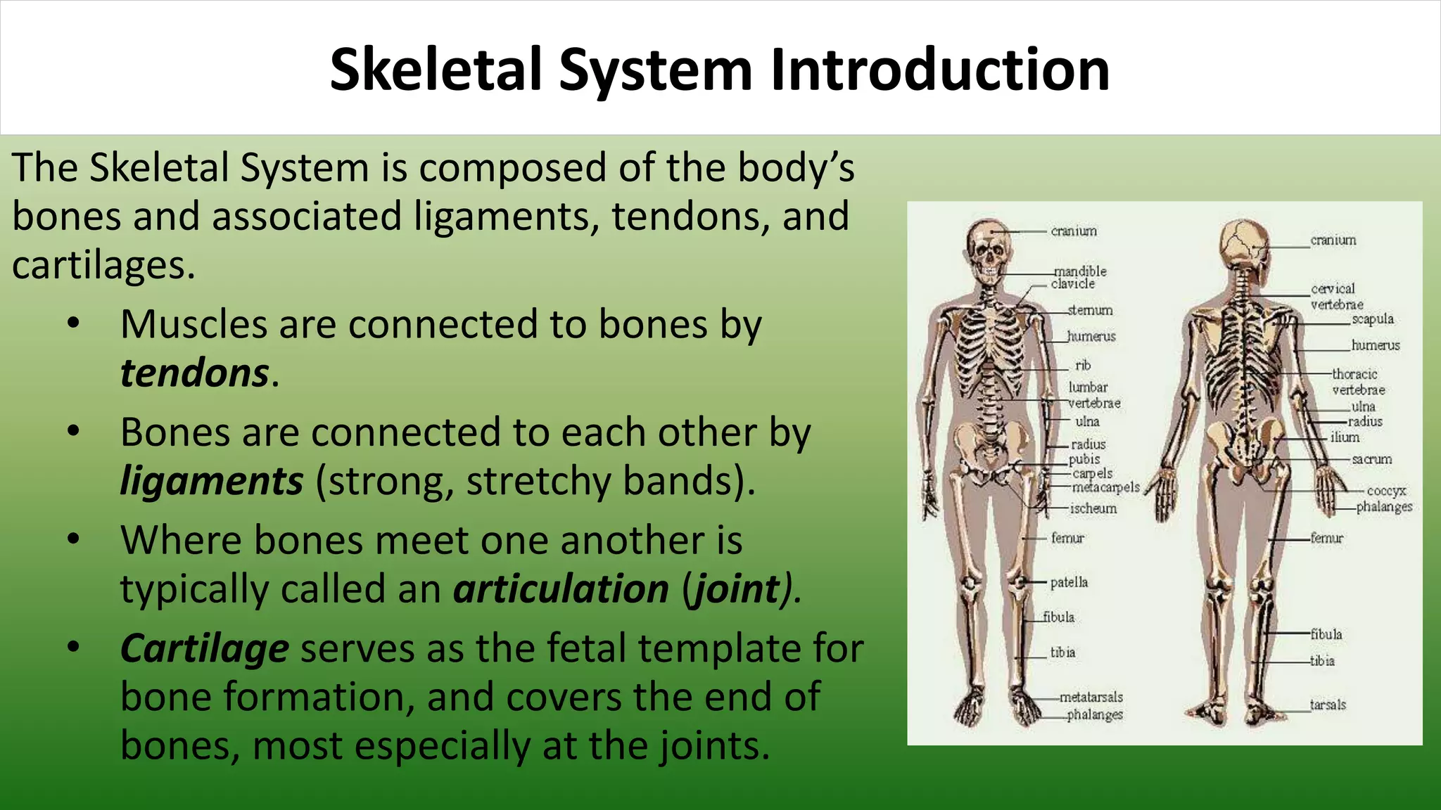 LT4.1 Introduction to the Skeletal System | PPTX