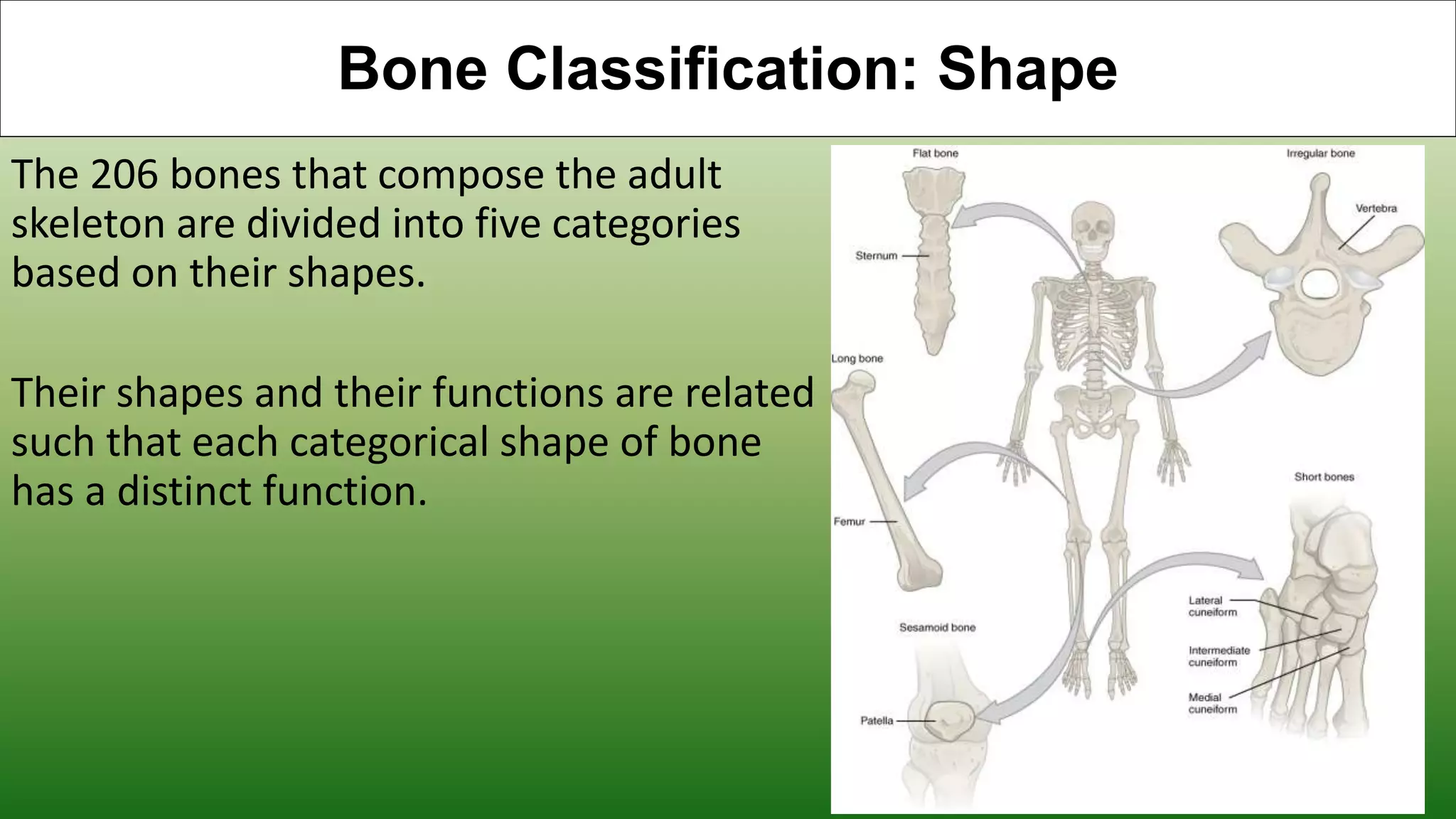 LT4.1 Introduction to the Skeletal System | PPTX