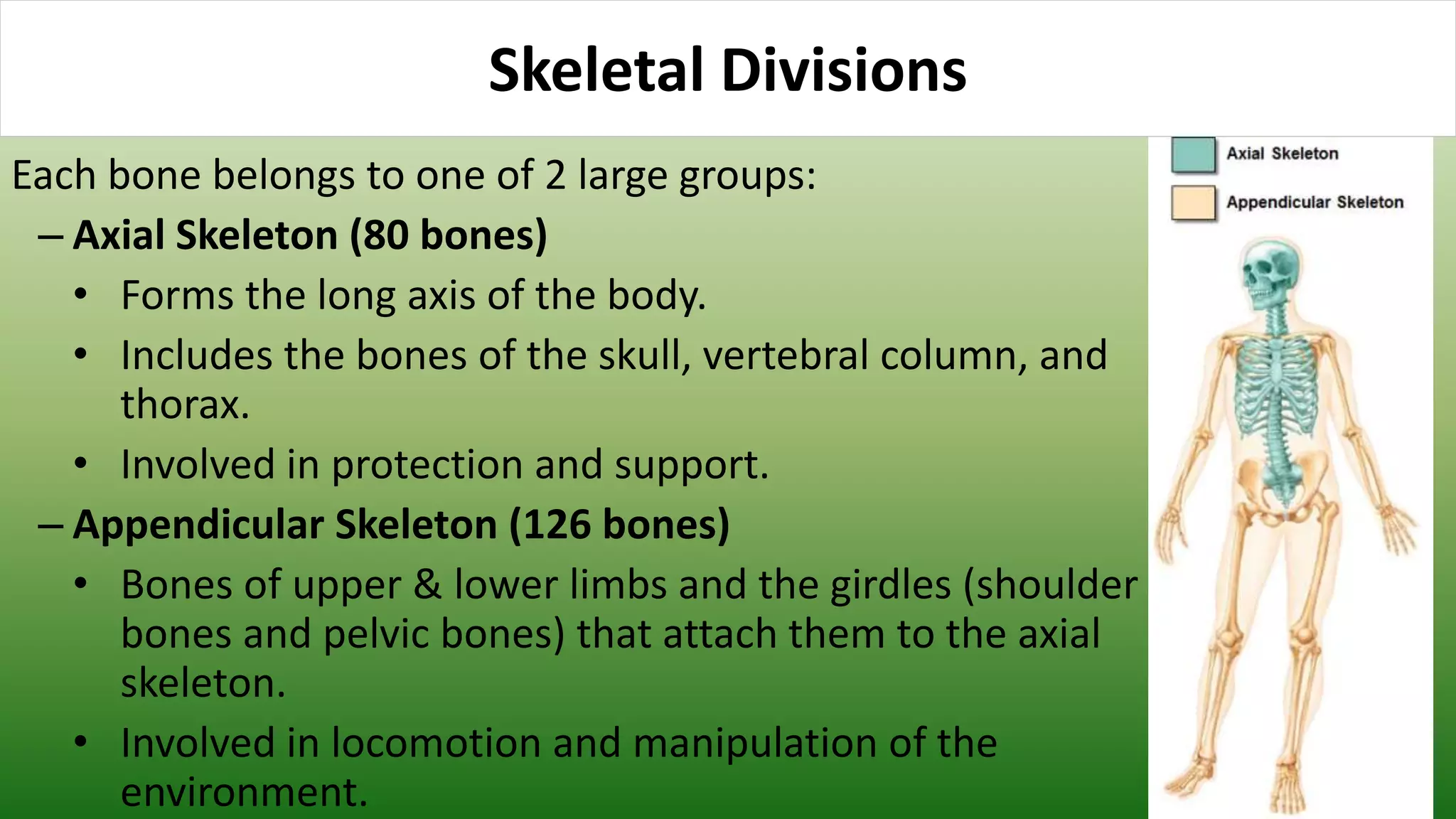 LT4.1 Introduction to the Skeletal System | PPTX