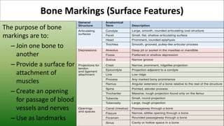 LT4.1 Introduction to the Skeletal System | PPTX