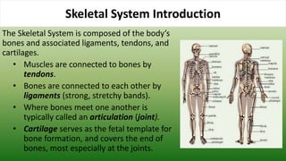 LT4.1 Introduction to the Skeletal System | PPTX