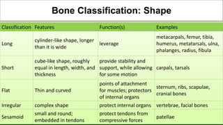 LT4.1 Introduction to the Skeletal System | PPTX