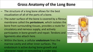 LT4.2 Skeletal System | PPTX