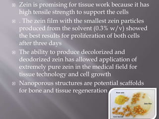 Plant based Protien | PPTX