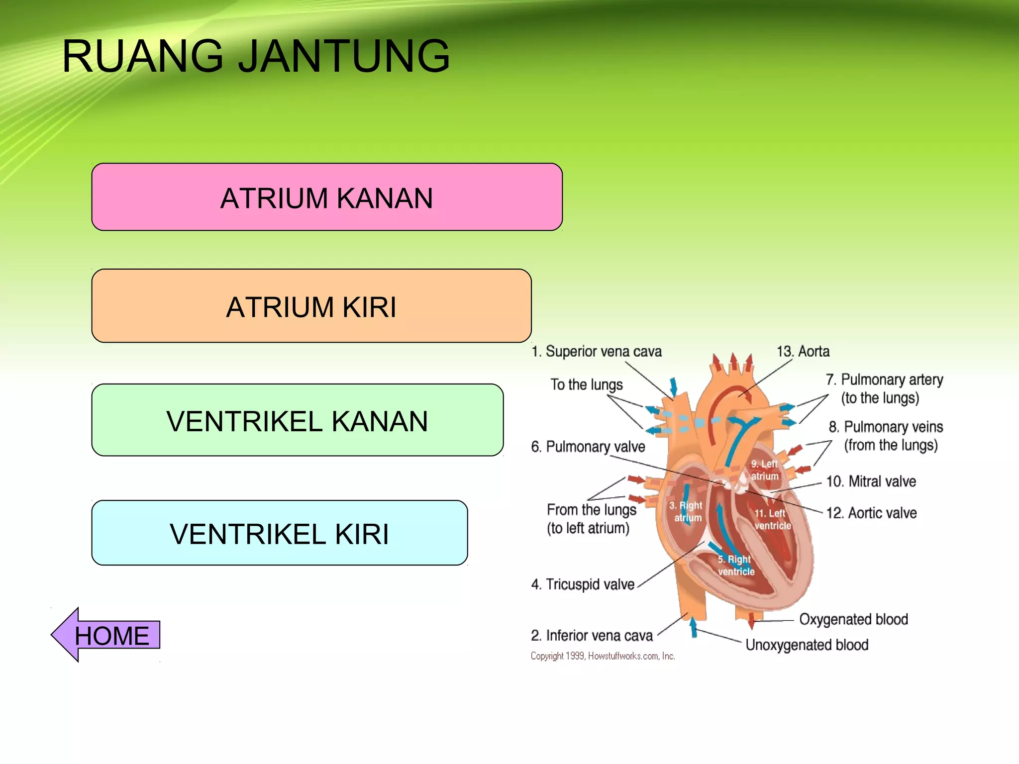 Sistem Kardiovaskular Jantung | PPT