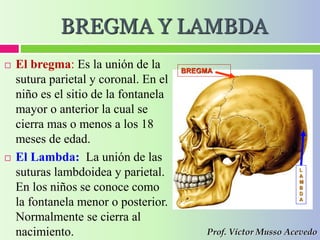 ANATOMIA_DE_CABEZA_MUSO_(231).ppt