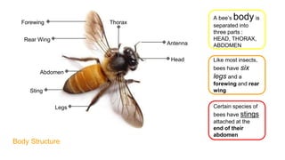 Bees | PPTX