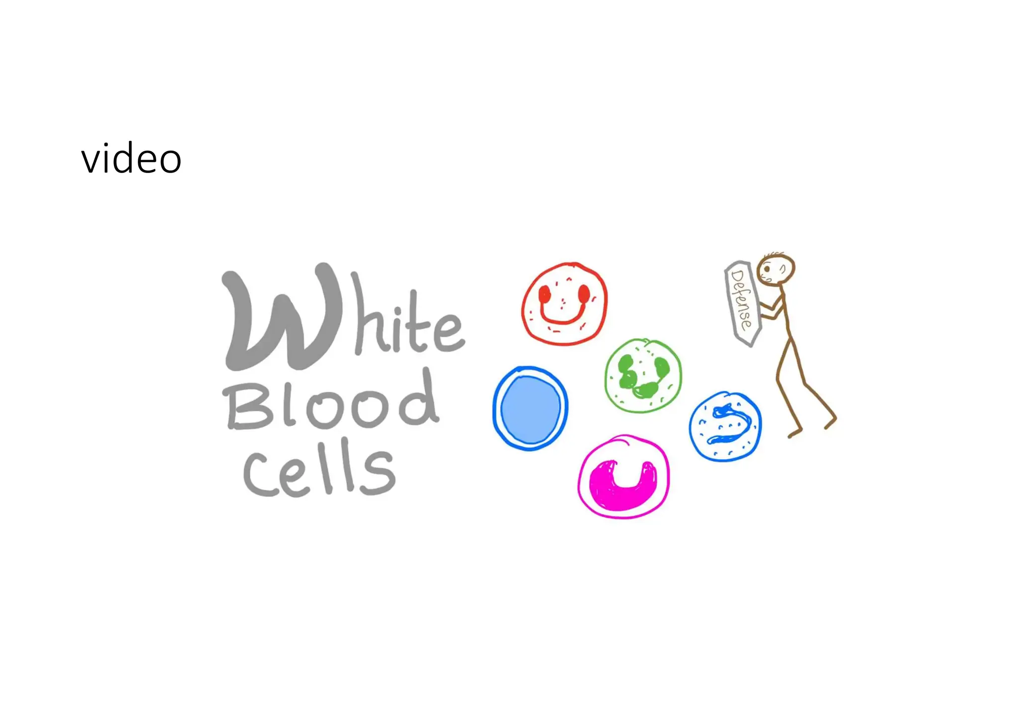 Hematology Granulopoiesis White blood cell production | PDF