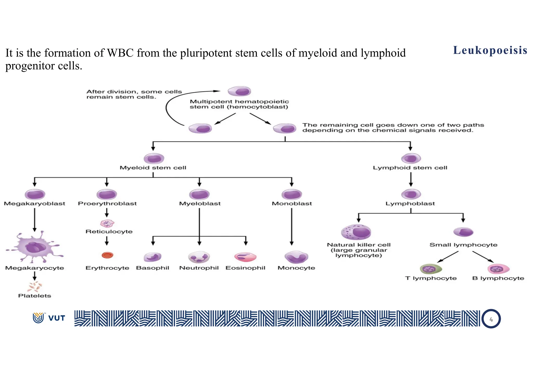 Hematology Granulopoiesis White blood cell production | PDF
