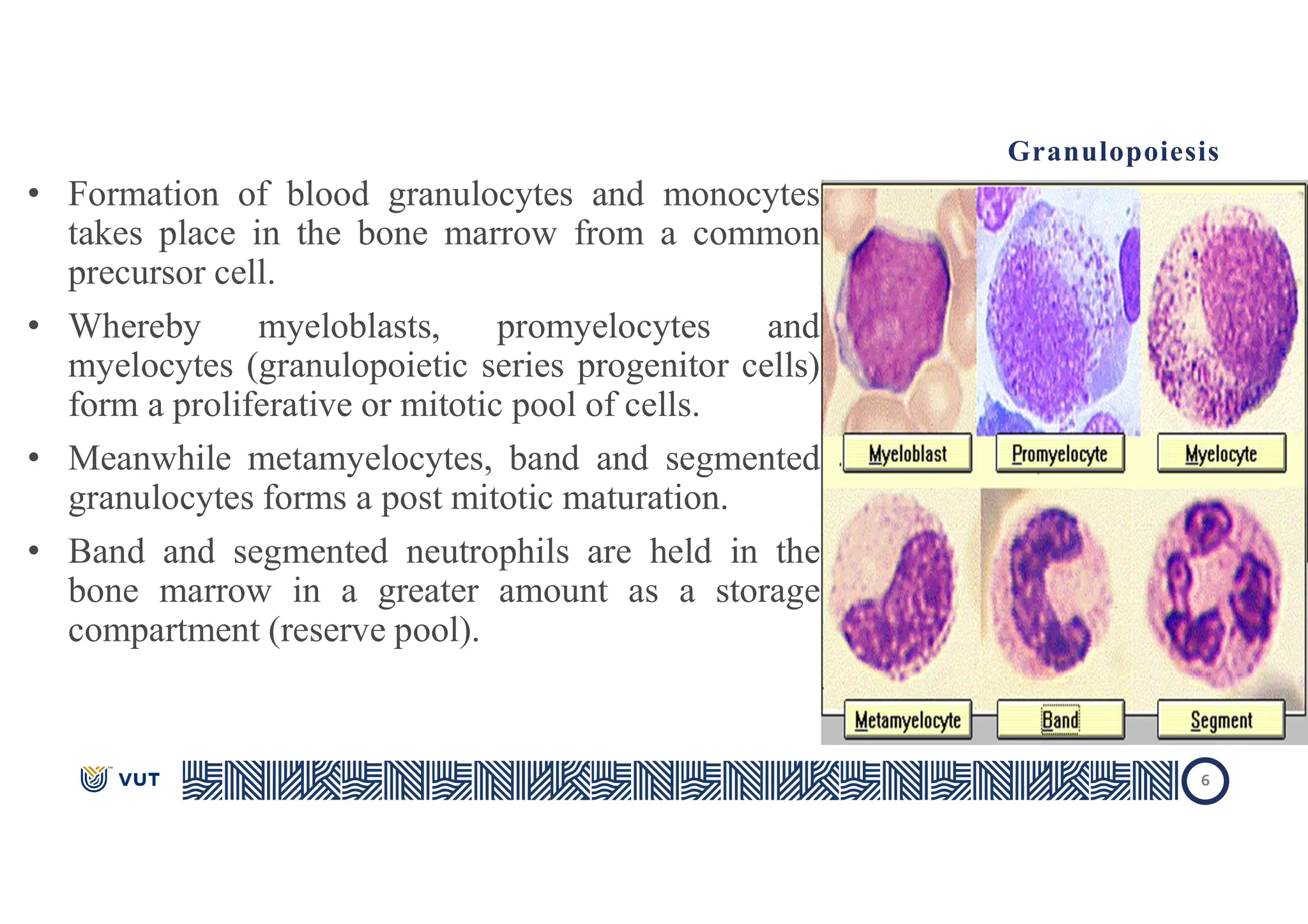Hematology Granulopoiesis White blood cell production | PDF