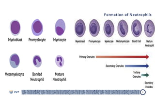 Hematology Granulopoiesis White blood cell production | PDF