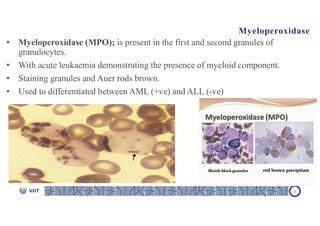 LU7.pdf Haematology Special stains, diagnosing leukemia | PPT