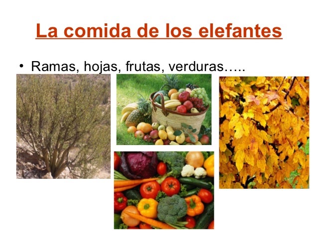 LUCÍA NOS HABLA DE LOS ELEFANTES