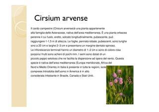 Luca messena catalogo infestanti | PDF