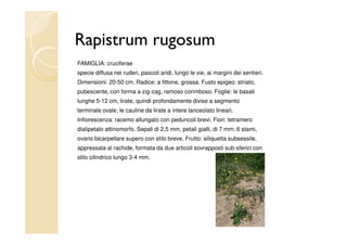 Luca messena catalogo infestanti | PDF