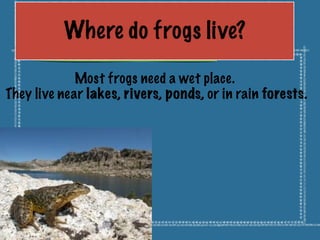 Lucas' frogs | PDF