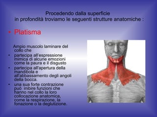 Lucchesi Christiana. Anatomia chirurgica del collo. ASMaD 2011 | PPT