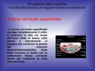 Lucchesi Christiana. Anatomia chirurgica del collo. ASMaD 2011 | PPT