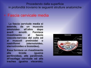 Lucchesi Christiana. Anatomia chirurgica del collo. ASMaD 2011 | PPT