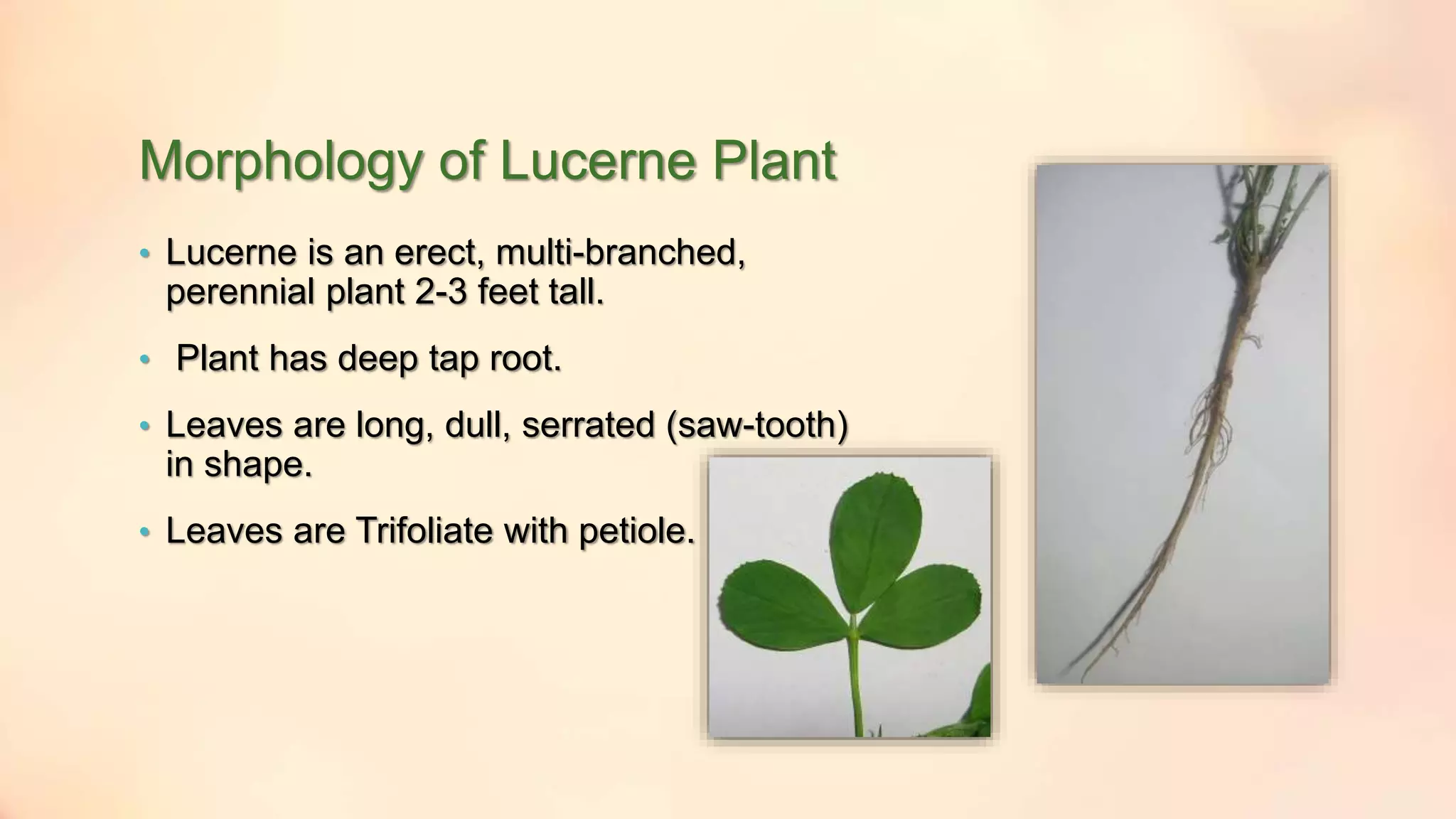 Lucerne | PPTX