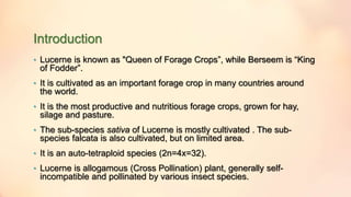 Lucerne | PPTX
