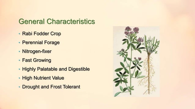 Lucerne | PPTX | Gardening | Home & Garden