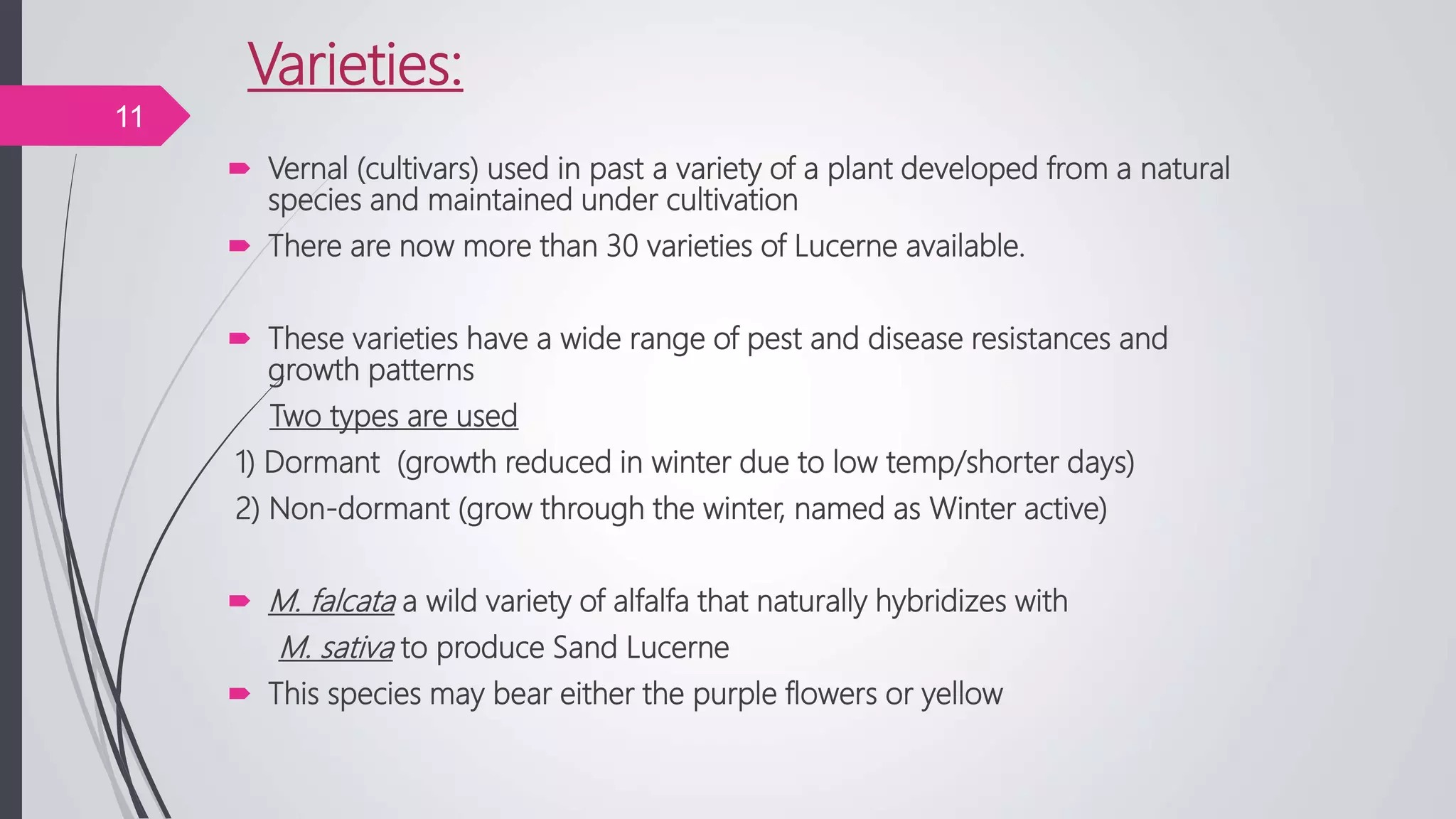 Lucerne animal fodder | PPTX