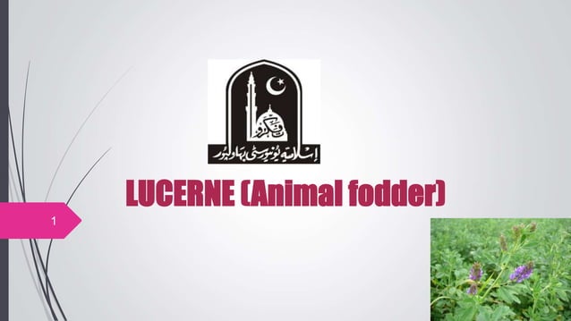 Lucerne animal fodder | PPTX | Agriculture | Industries