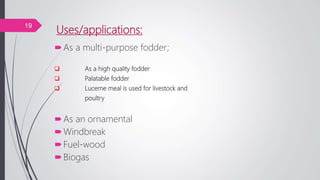 Lucerne animal fodder | PPTX