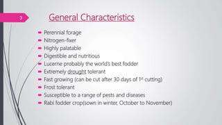 Lucerne animal fodder | PPT