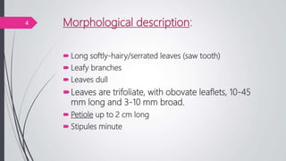 Lucerne animal fodder | PPTX