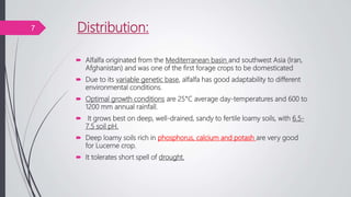 Lucerne animal fodder | PPTX