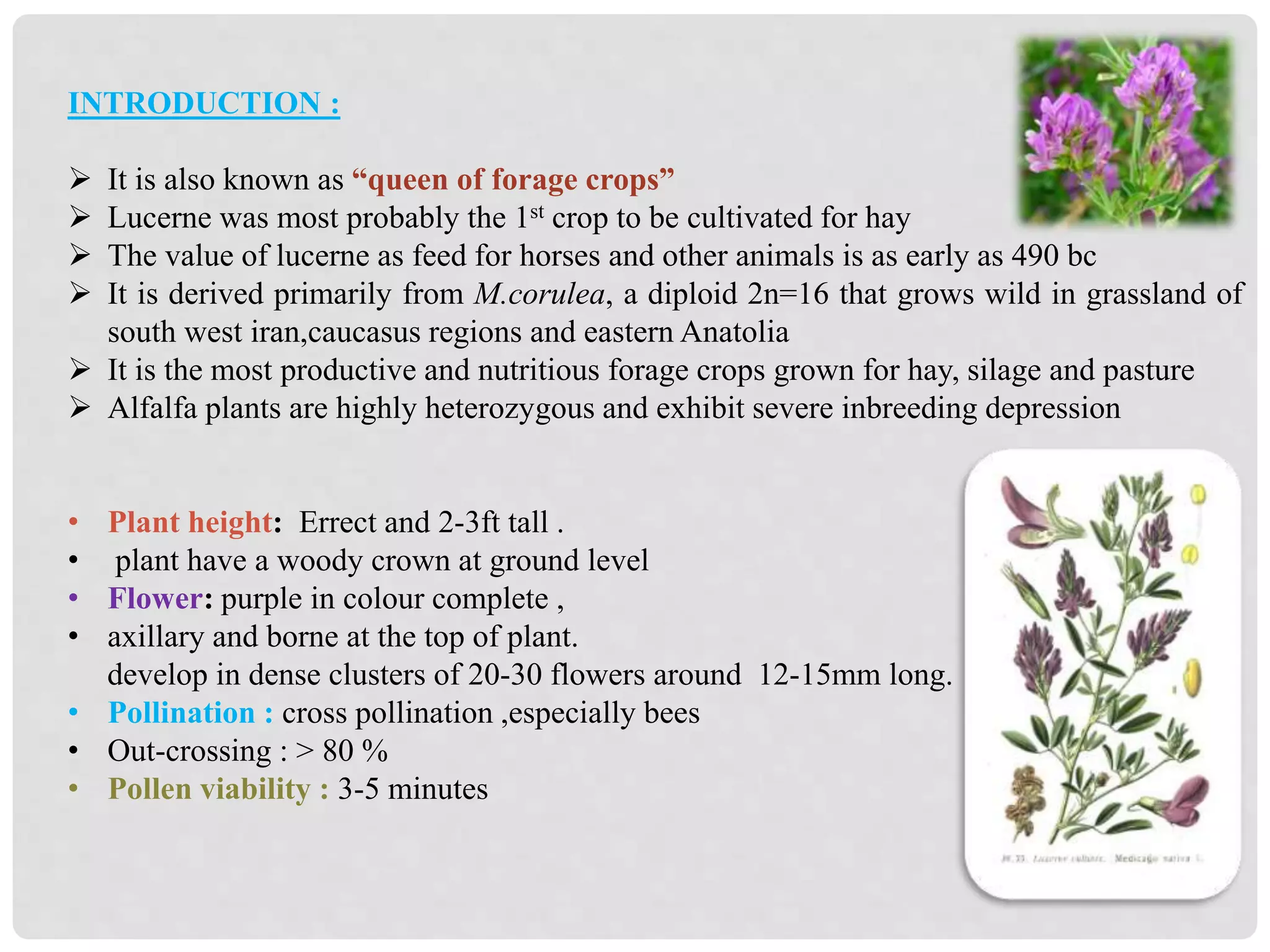 Lucerne breeding - methods, progress and constraints | PPTX