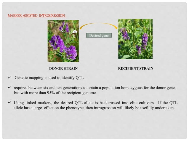 Lucerne breeding - methods, progress and constraints | PPTX ...