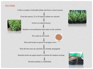 Lucerne breeding - methods, progress and constraints | PPTX