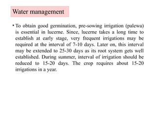 LUCERNE cultivation practices with basic characterizes | PPTX