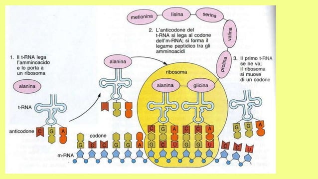 Lucesoli amicucci xero 4 b | PPT