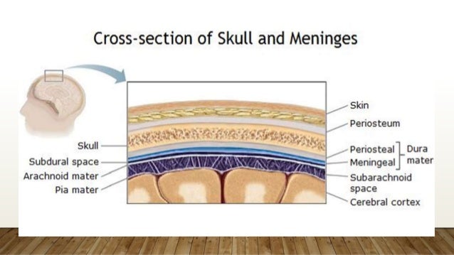 lucid interval and its importance in trauma and mental health