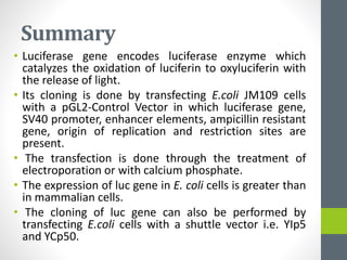 PROJECT ON LUCIFERASE GENE CLONING | PPTX