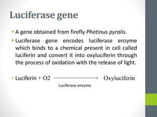 PROJECT ON LUCIFERASE GENE CLONING | PPTX