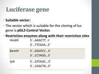 PROJECT ON LUCIFERASE GENE CLONING | PPT