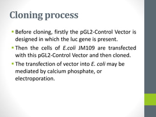 PROJECT ON LUCIFERASE GENE CLONING | PPT