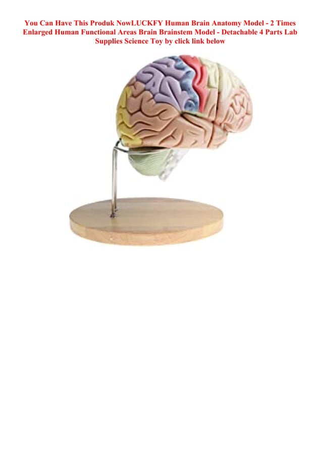 LUCKFY Human Brain Anatomy Model - 2 Times Enlarged Human Functional ...