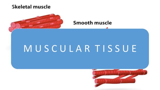 luctur muscular tissue physiology .pptx
